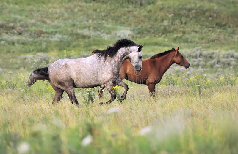 Herd of Wild Horses Running on the Field Stock Image - Image of mammal ...