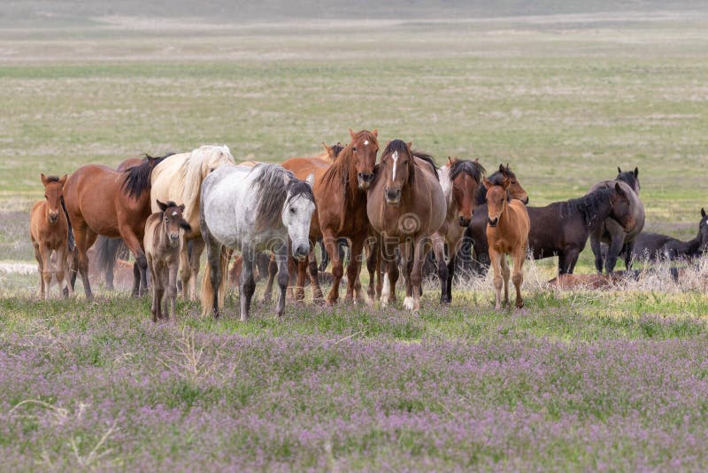 Herd of Wild Horses in Spring Stock Photo - Image of mountains, herd ...