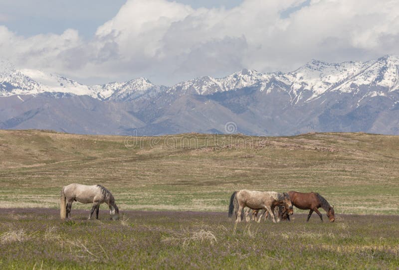 Wild Horses in Spring stock photo. Image of wildlife - 162067436