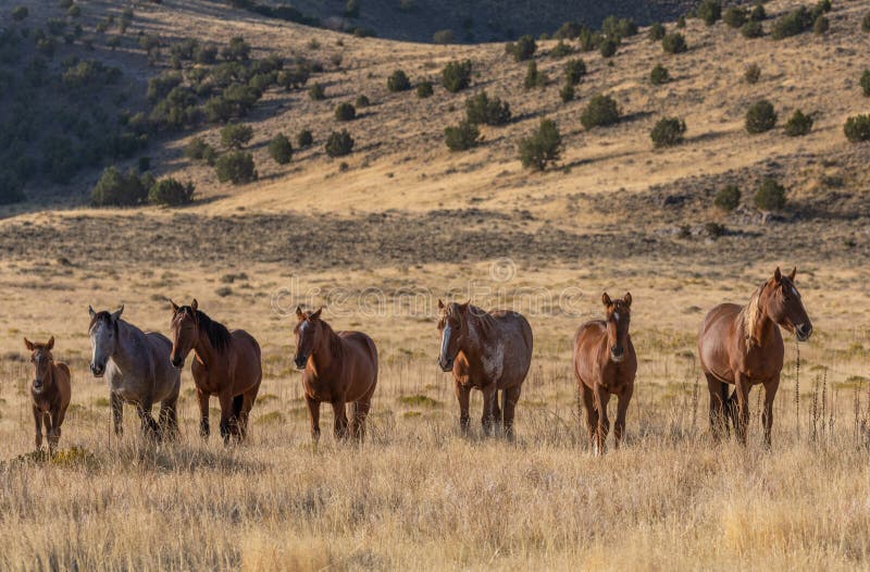 Herd of Wild Horses stock photo. Image of nature, wildlife - 174565478
