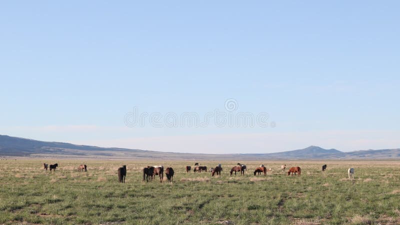 Herd of Wild Horses in the Utah Desert in Spring Stock Footage - Video ...