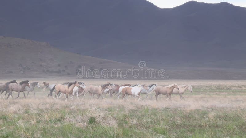 Herd of Wild Horses in the Utah Desert in Spring Stock Video - Video of ...