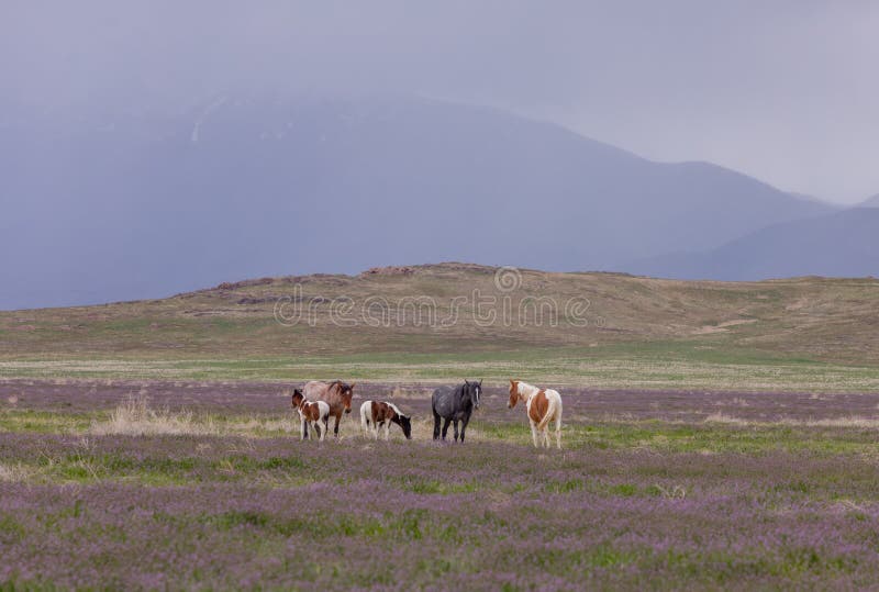 Wild Horses in Spring stock photo. Image of mustang - 156720884