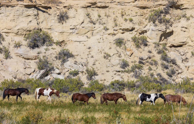Herd of Wild Horses at a Pond in Wyoming in Summer Stock Image - Image ...