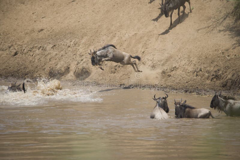 A Herd of Wildebeest Crossing the River in Africa Stock Image - Image ...