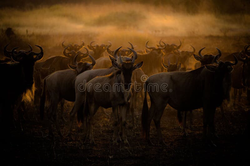Herd of Wilder Beast in the Wild Stock Photo - Image of national ...