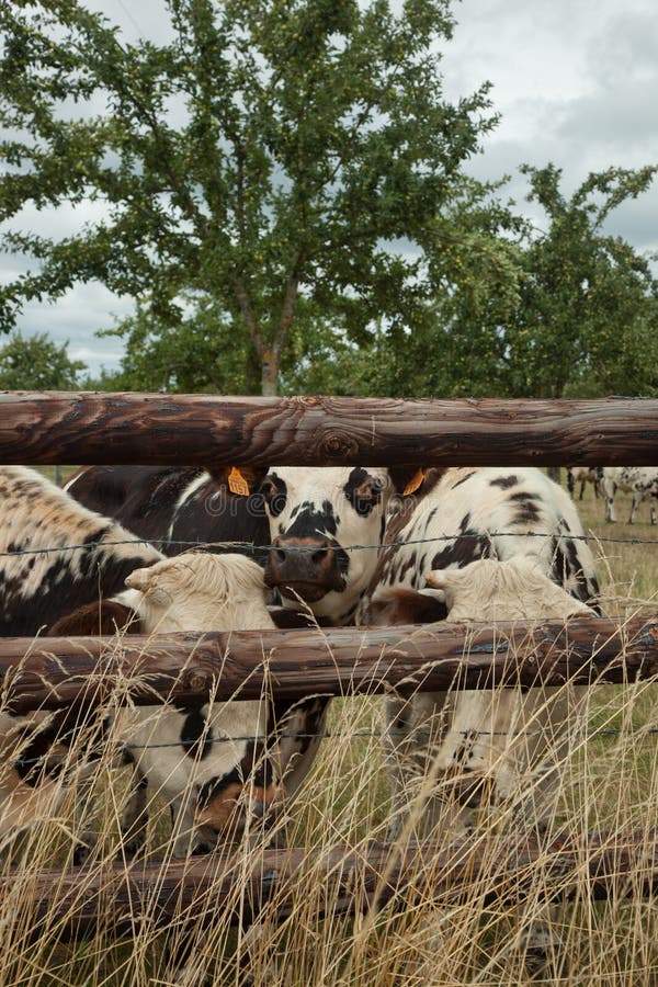 Herd of Young Bulls for Breeding, in Normandy, France Editorial Image ...