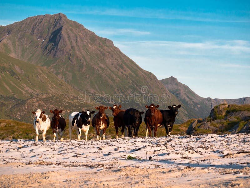 Herd of Young Cows Standing on the Shore Stock Image - Image of freedom ...