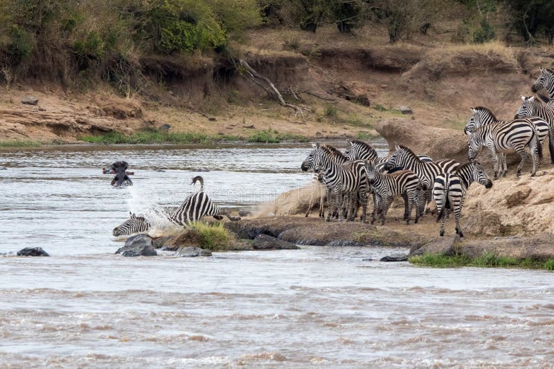 A Herd of Zebra Cross the Mara River during the Annual Great Migration ...