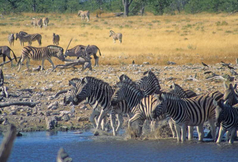 Herd of Zebra Enter a Water Hole Stock Image - Image of fauna ...
