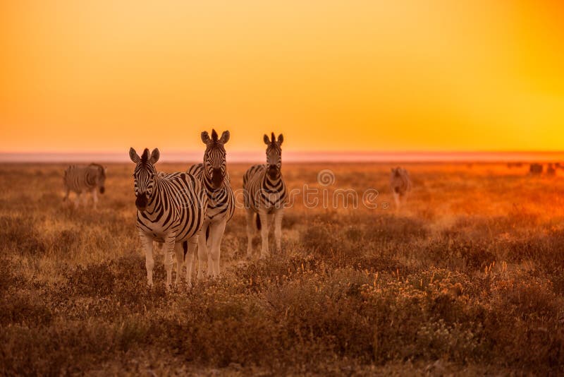Zebra Sunset stock photo. Image of grass, safari, clouds - 14470036