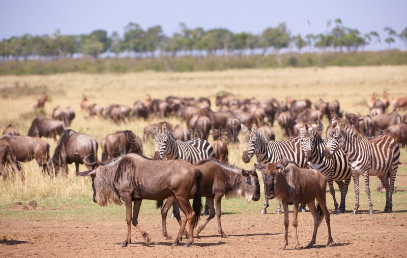 Herd of Zebras (African Equids) Stock Photo - Image of nature, color ...