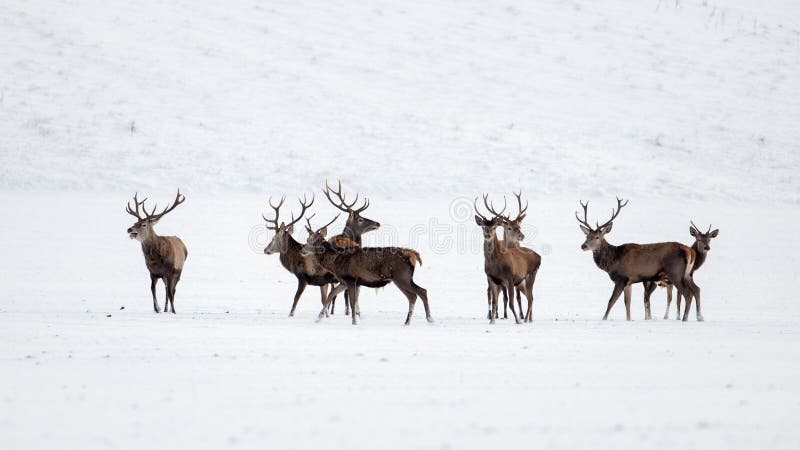 Herde Des Rotwilds, Cervus Elaphus, Hirsche Im Winter Auf Schnee ...