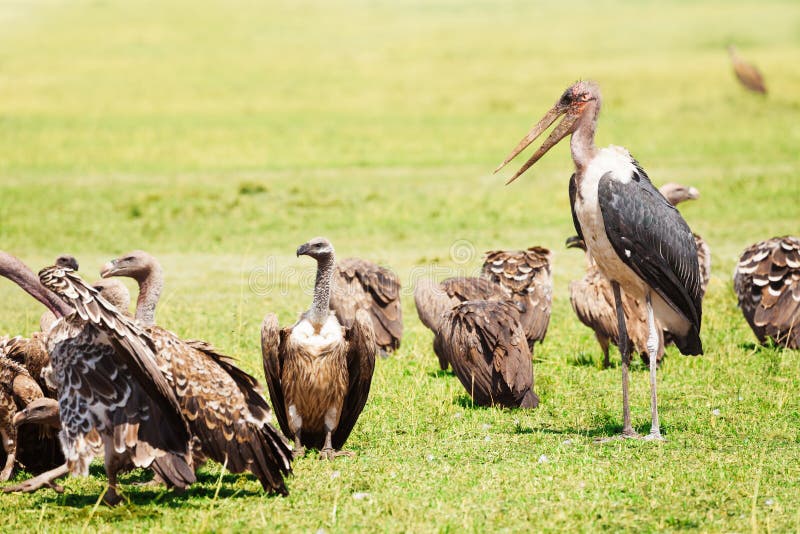 Marabu Und Geier, Die Aas in Der Savanne Essen Stockfoto - Bild von ...