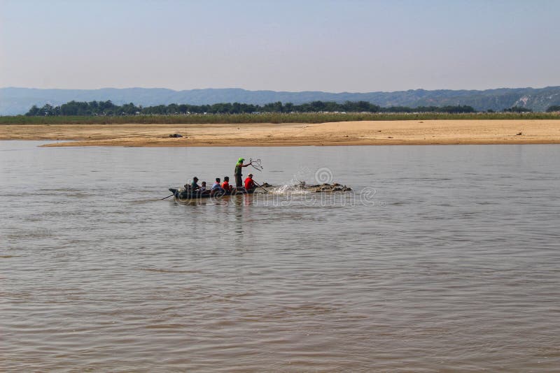 Swimming Cows are Herded Across the Irrawaddy River in Myanmar Stock ...