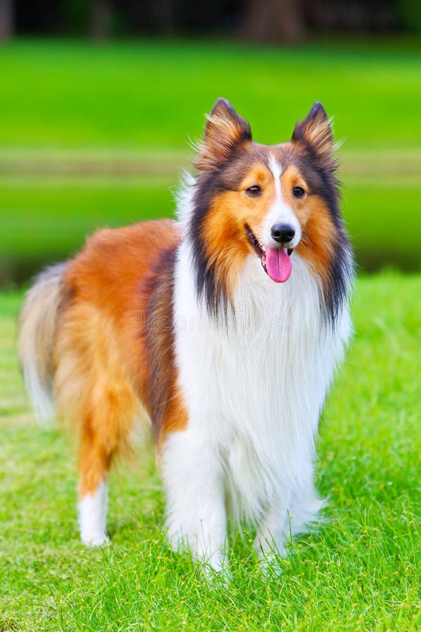 Tricolor Sheltie Hond in Openlucht in De Zomer Stock Foto - Image of ...