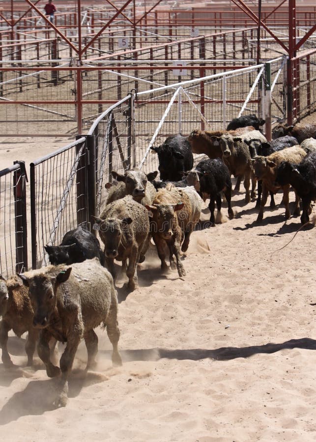 Cattle Stampede stock photo. Image of cattle, livestock - 14683024