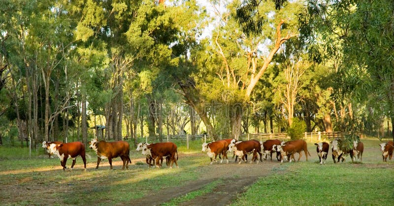 Herding of cattle stock photo. Image of live, land, farming - 2336344