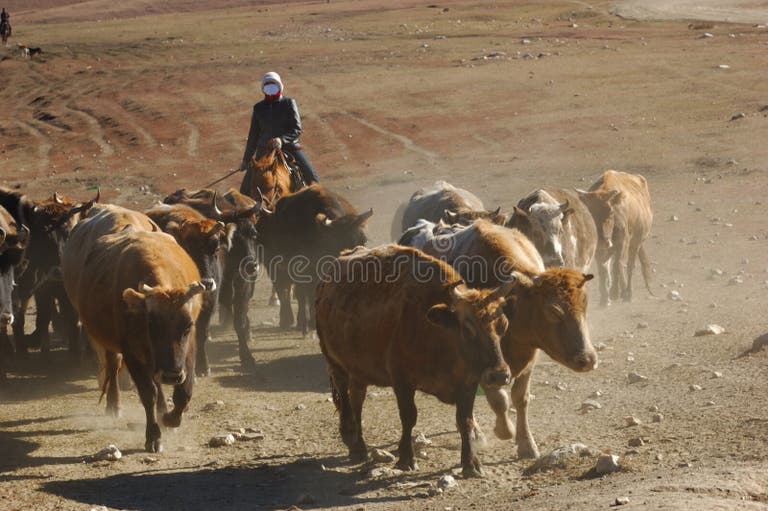 Herding cattle stock photo. Image of herding, grass, farm - 3654752