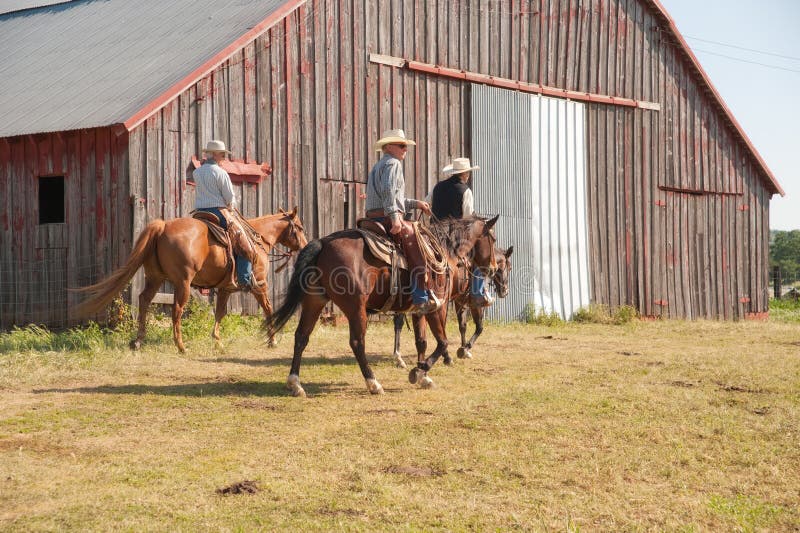 Cowboy and Horse Moving Cows Editorial Stock Photo - Image of herd ...