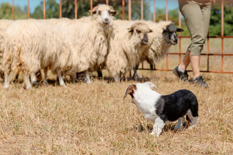 Herding Dog Guiding Sheep in Pasture Stock Image - Image of farmland ...