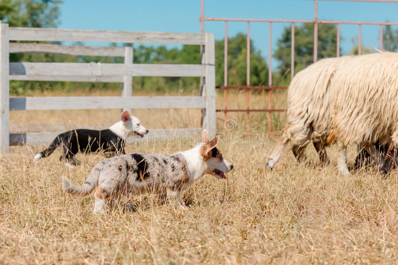 Herding Dog Guiding Sheep in Pasture Stock Image - Image of pasture ...