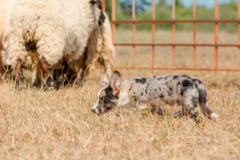 Herding Dog Guiding Sheep in Pasture Stock Image - Image of animal ...