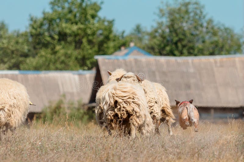 Herding Dog Guiding Sheep in Pasture Stock Photo - Image of working ...