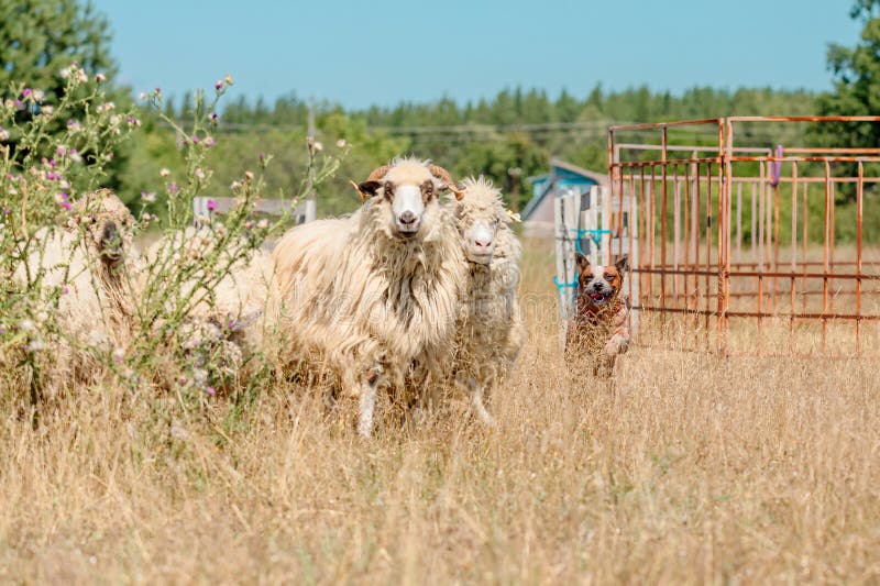 Herding Dog Guiding Sheep in Pasture Stock Photo - Image of agriculture ...