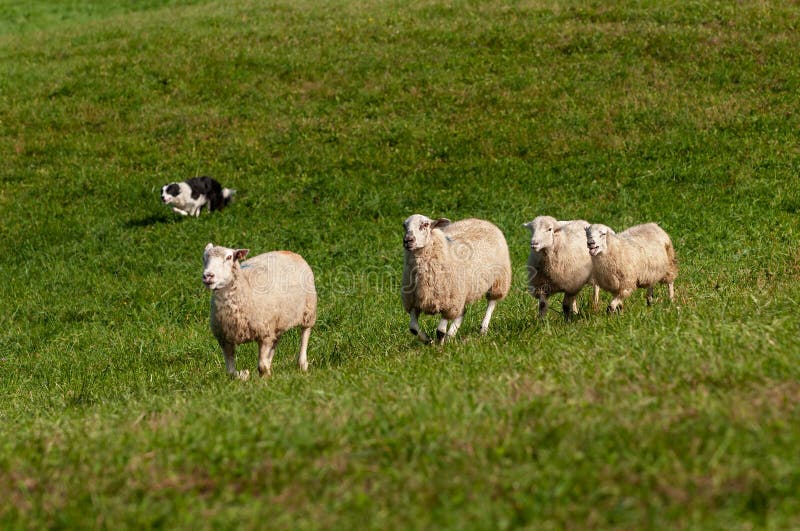 Herding Dog Runs in Four Sheep Ovis Aries Stock Image - Image of ...