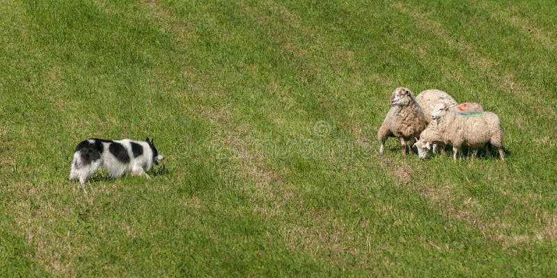 Herding Dog Walks Towards Group of Sheep Ovis Aries Stock Image - Image ...