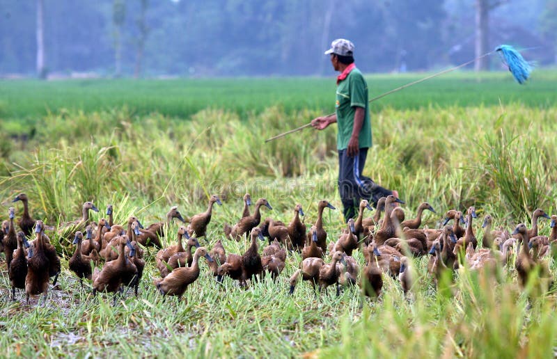 Herding ducks editorial photo. Image of bird, duck, grassland - 37523491