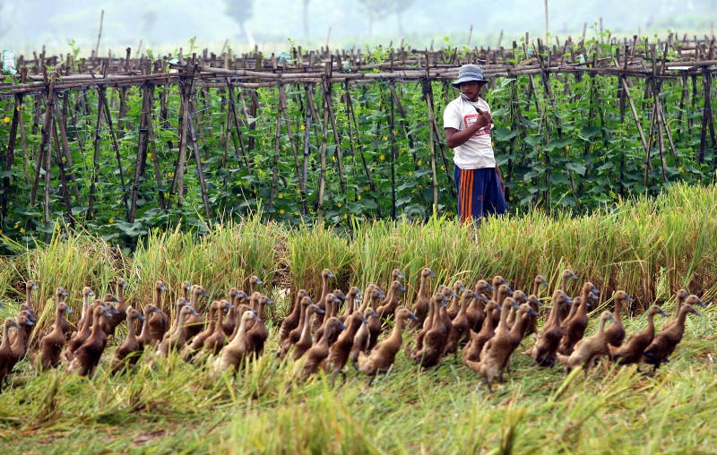 Herding ducks editorial photography. Image of livestock - 37523517