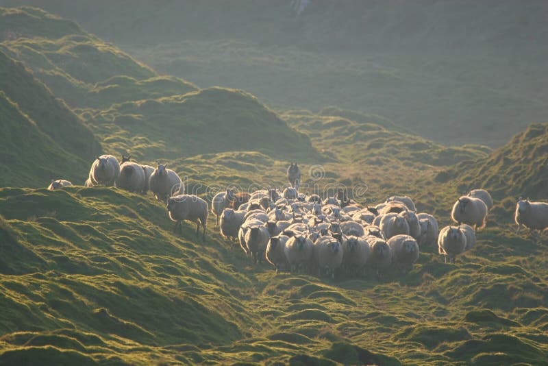 Sheep Flock Herd on road stock photo. Image of zealand, sheep - 51094