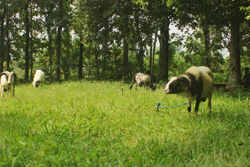 Herding 4 Goats that Grazing on the Yard Stock Photo - Image of yard ...