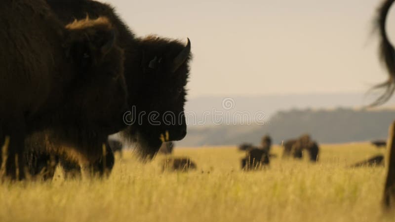 Herds of Bison Grazing on the Great Plains Stock Video - Video of graze ...