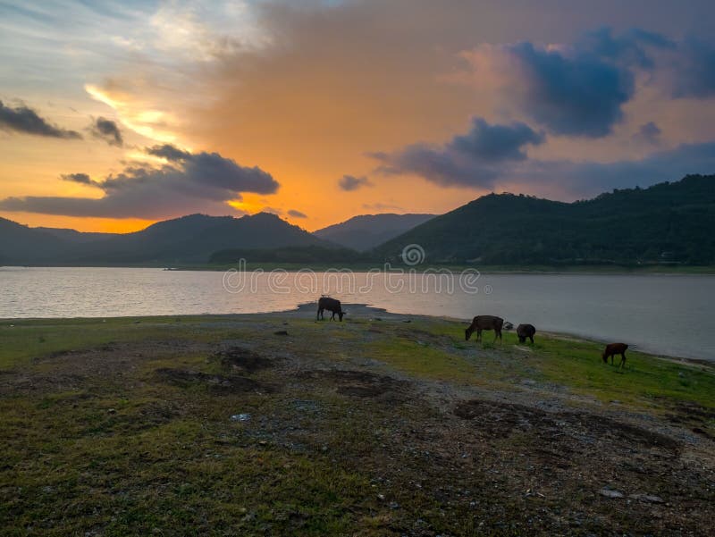 Herds of Cow at Farm Near Lake Stock Photo - Image of space, cattle ...
