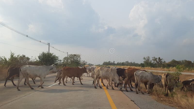 Herds of Cows Cross the Highway in Front of the Car Stock Image - Image ...