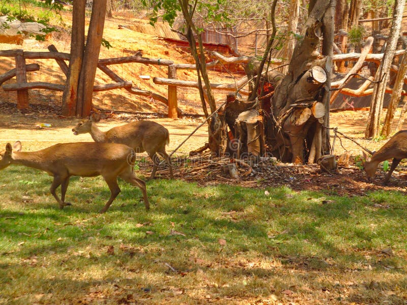 Herds of Deer Eat Grass Under the Trees in the Shade of Trees Stock ...