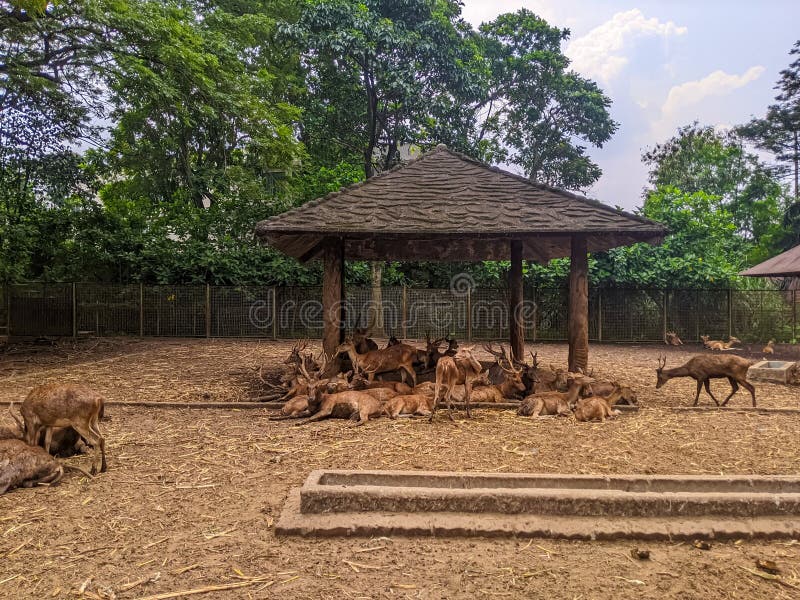 Herds of Deer Take Shelter on Deer Breeding Stock Image - Image of ...