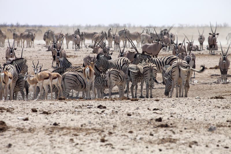 Herds of Zebra and Antelope at Waterhole Etosha, Namibia Stock Image ...
