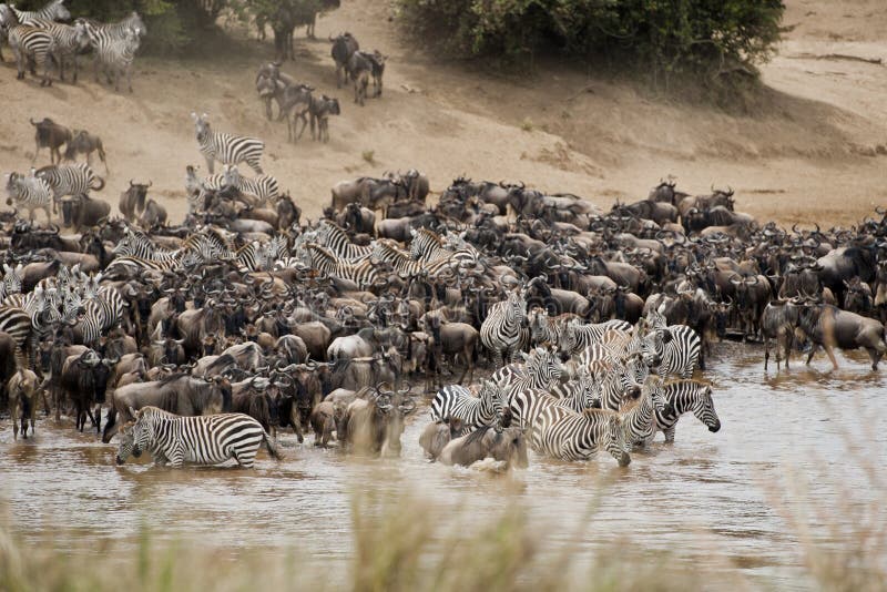 The Great Migration, Kenya stock image. Image of predators - 39302375