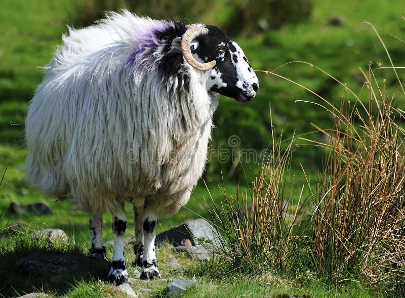 Swaledale Ewe, Cumbria stock photo. Image of district - 21802576