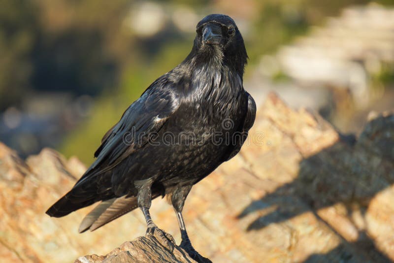 Here is a big black crow stock photo. Image of falcon - 208257572
