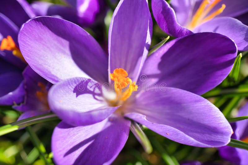 A Wide Open Purple and White Crocus Stock Image - Image of crocus ...
