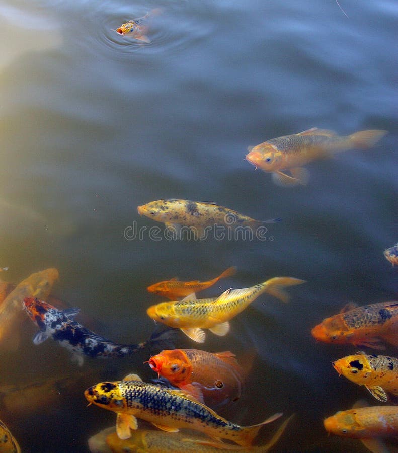 Here, fishy, fishy, fishy stock image. Image of goldfish - 6767759