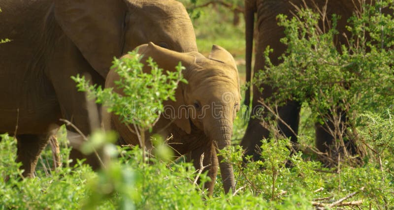 Elephants enjoy well. stock image. Image of magnificent - 189762979