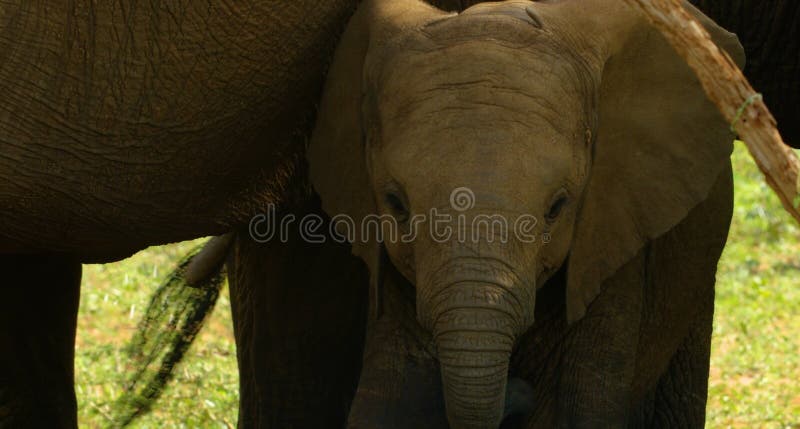 Elephants enjoy well. stock photo. Image of kenya, beauty - 189762982