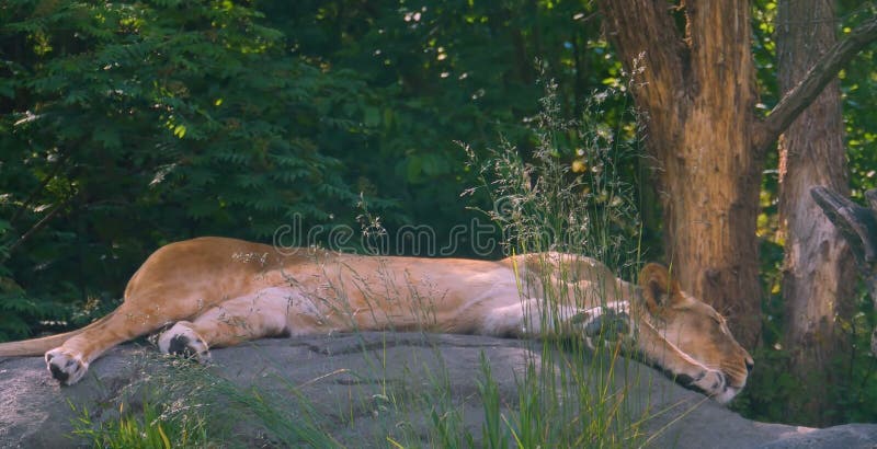 Resting Panther in the Jungle. Stock Photo - Image of shadow, danger ...