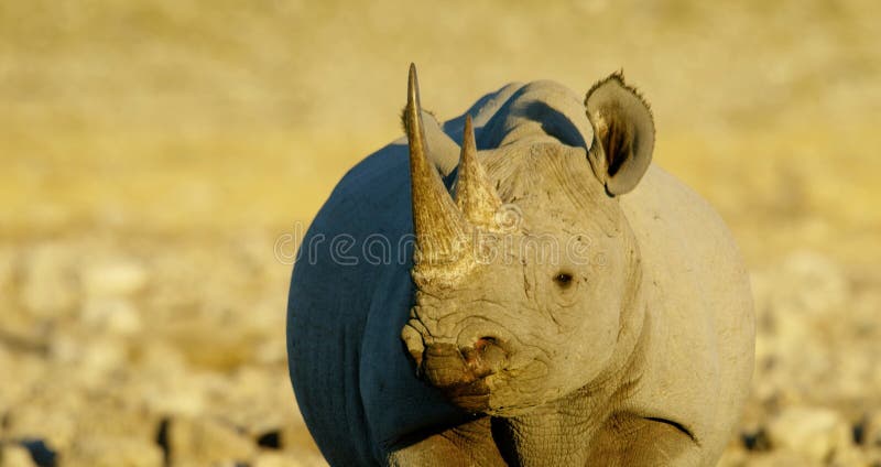 Rhino with a sharp nose. stock photo. Image of rhino - 188779068